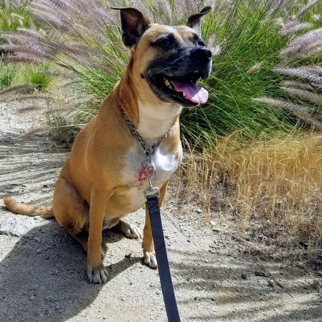 Best Dog Walkers in Hollywood, CA | Wag!
