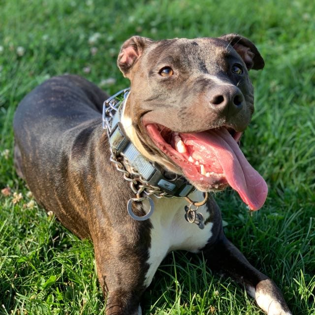 Best Dog Walkers in San Francisco, CA | Wag!