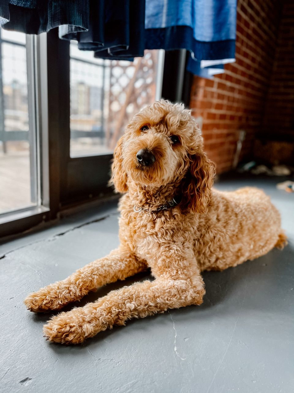 Best Dog Walkers in Versailles, KY 40383 | Wag!