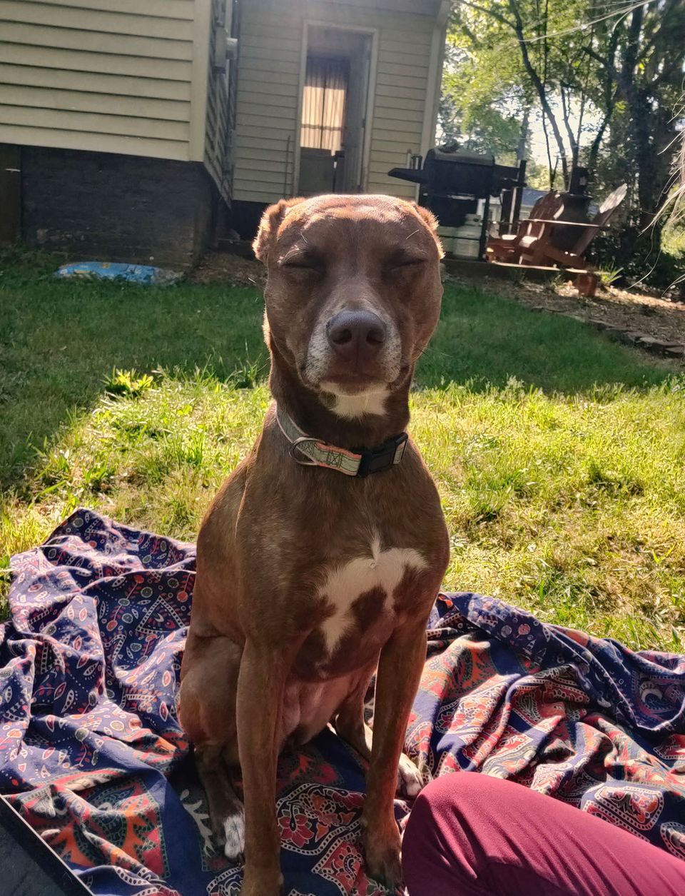 Best Dog Walkers in Atlanta, GA | Wag!