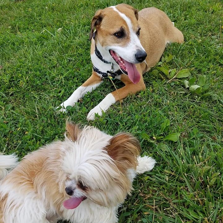 Best Dog Walkers in Wilmore, KY 40390 | Wag!